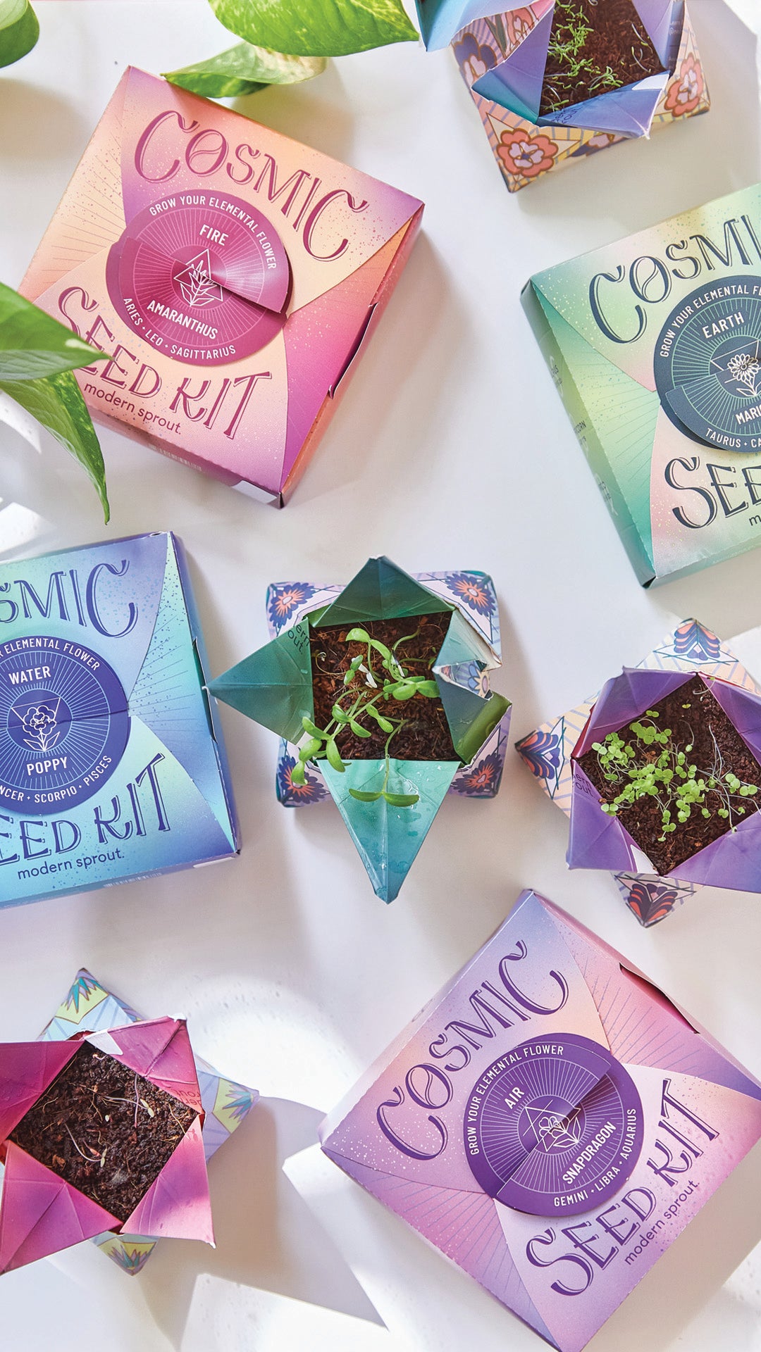 Cosmic Seed Kit – Desert Sol